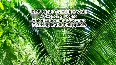 IRDF Hosts Transition Visit: Advancing Copra Valorization and Coconut Farming in the Philippines ...